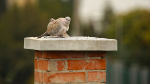What to Do When a Bird or Squirrel Gets In Your Chimney – Professional ...