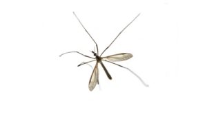 Crane Flies vs. Mosquitoes – Professional Pest Control Services ...