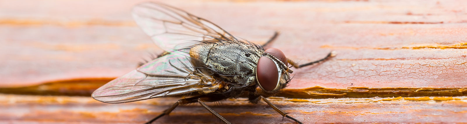Fly Facts | How to Control Flies | Tips from a Licensed Exterminator