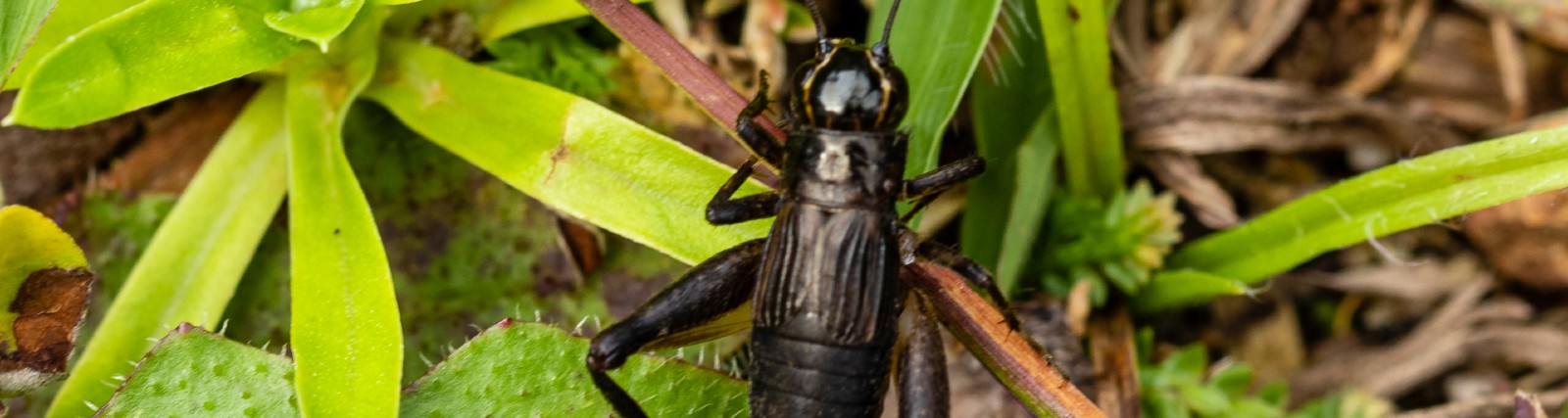 What Are Crickets? | Do Crickets Live in Northern California?