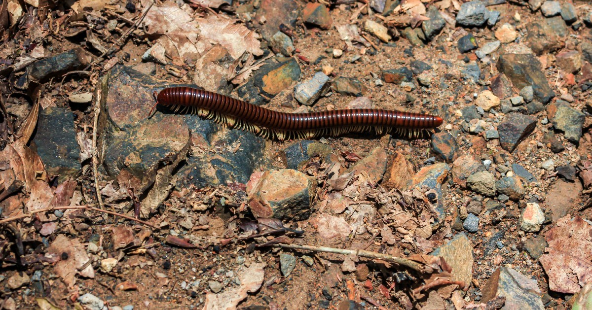 What Are Millipedes? | Do Millipedes Live in Northern California?