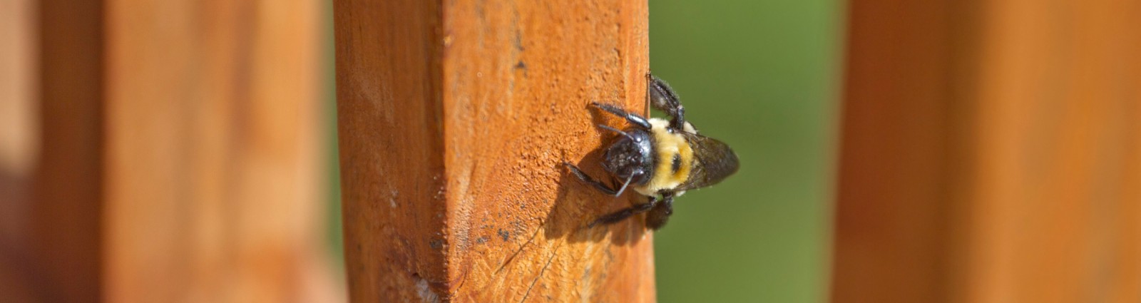 What Are Carpenter Bees? | Do Carpenter Bees Live in Nor Cal?