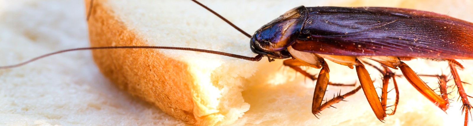 What Are Cockroaches? | Do Roaches Live in Northern California?