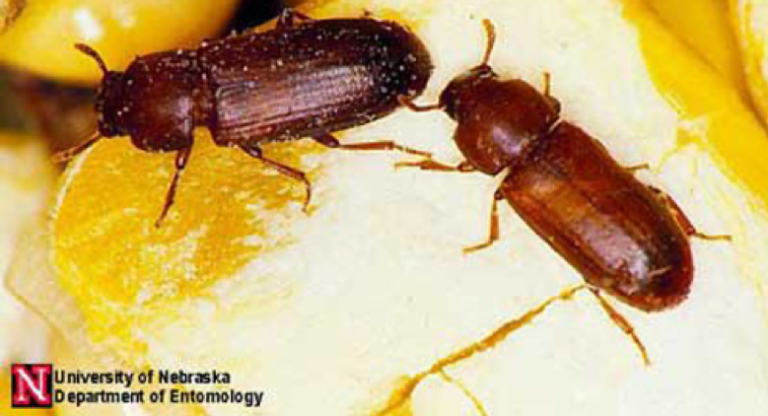 What Are Grain and Pantry Pests? – Professional Pest Control Services ...