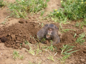 What Are Gophers? | Do Gophers Live in Northern California?