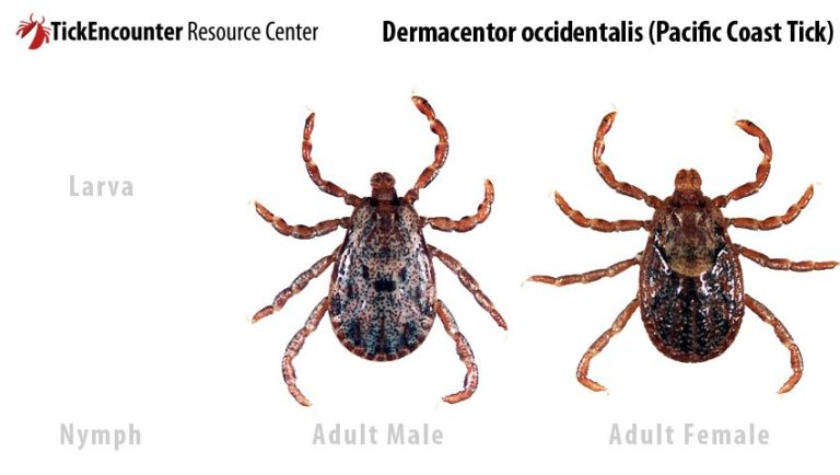 What Are Ticks? – Professional Pest Control Services Northern ...