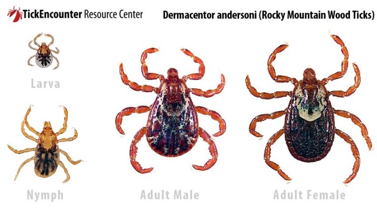 What Are Ticks? – Professional Pest Control Services Northern ...
