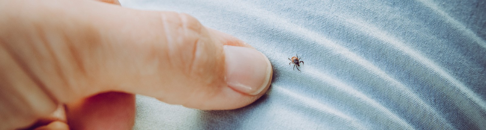 What Are Ticks? | What Kinds of Ticks Live in Northern California?