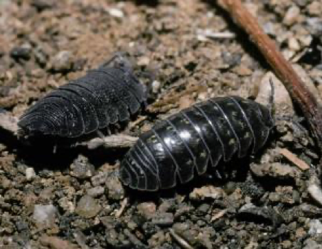 What are Pillbugs and Sow Bugs? – Professional Pest Control Services ...