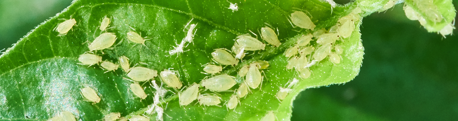 White Aphids