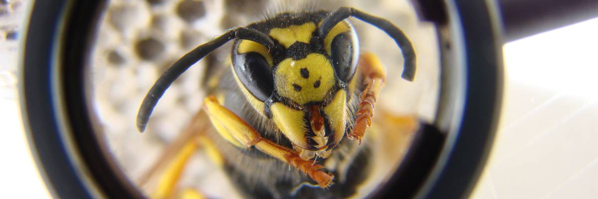 Foolproof Tips to Keep Your Car Wasp-free | Wasps & Cars