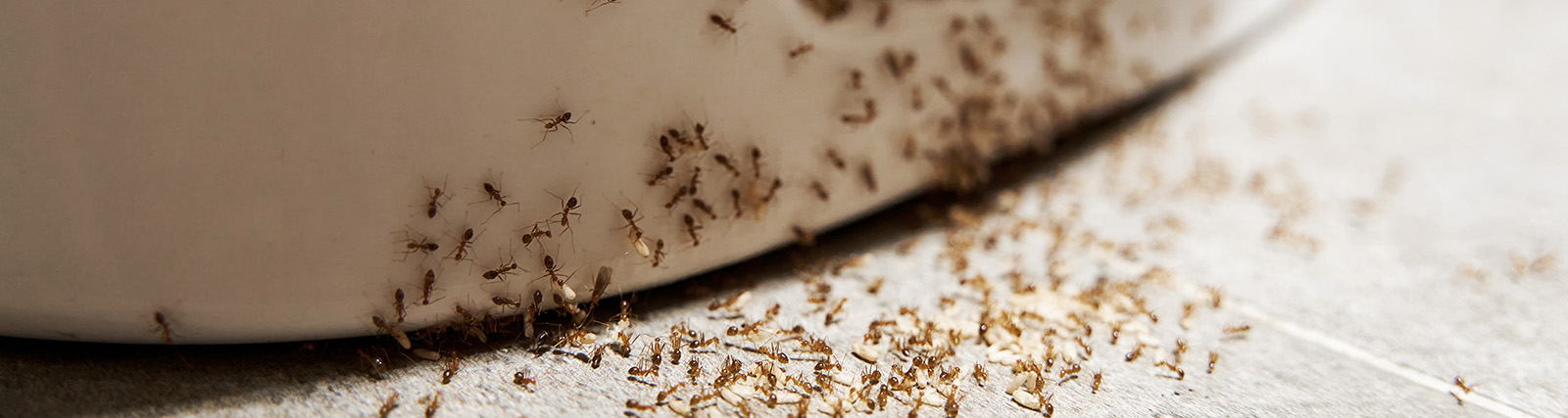 Little Black Bugs In The Bathroom